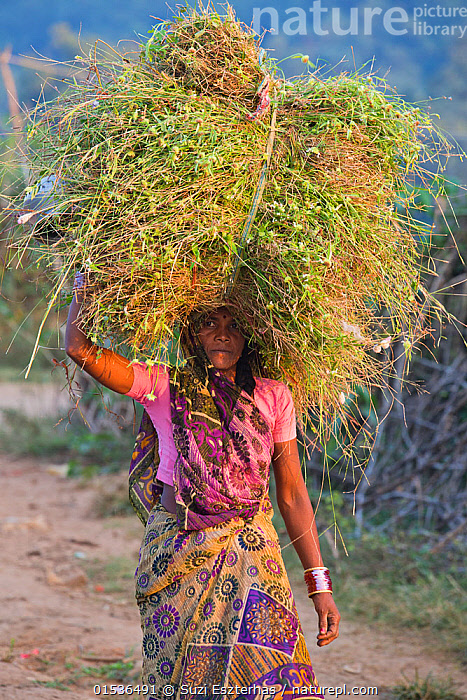 Stock photo of Woman carrying bundle of grass, Rancha village at the ...