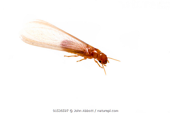 Stock photo of Formosan subterranean termite (Coptotermes formosanus ...