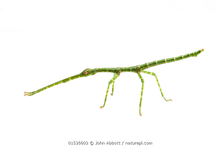 Stock photo of Giant walking stick (Megaphasma dentricus) nymph ...