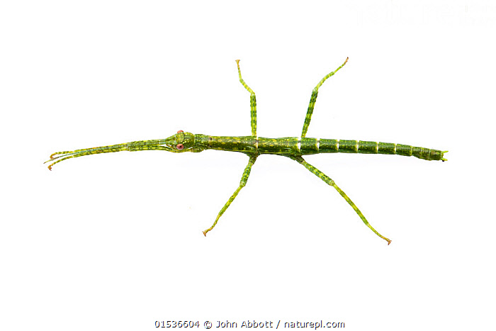 Stock photo of Giant walking stick (Megaphasma dentricus) nymph ...