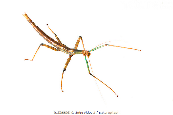 Stock photo of Giant walking stick (Megaphasma dentricus) female ...