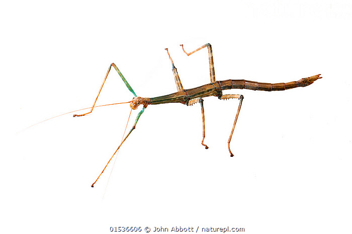 Stock photo of Giant walking stick (Megaphasma dentricus) female ...