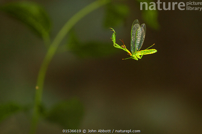 Stock photo of Green Mantisfly (Zeugomantispa minuta) in flight, Texas ...