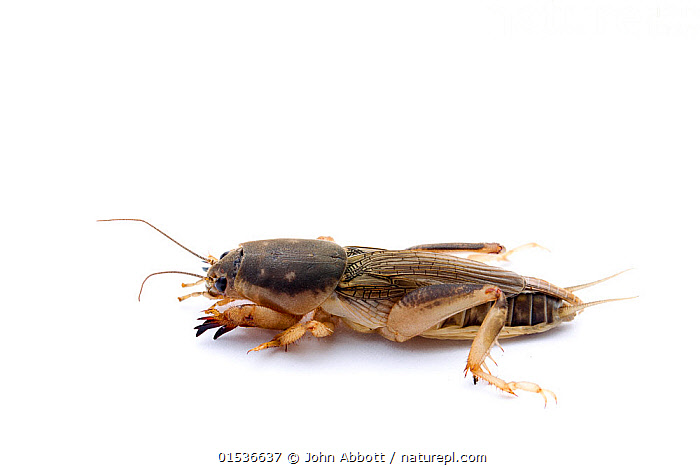 Stock photo of Southern mole cricket (Scapteriscus borellii) Sapelo ...