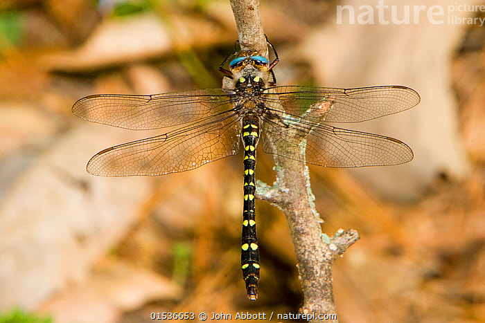 Stock photo of Twin-spotted spiketail dragonfly (Cordulegaster maculata ...