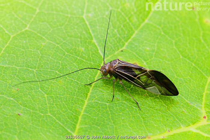 Stock photo of Bark louse (Cerastipsocus venosus) on leaf, Ouachita ...