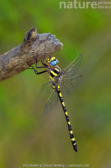Stock photo of Pacific spiketail dragonfly (Cordulegaster dorsali) male ...