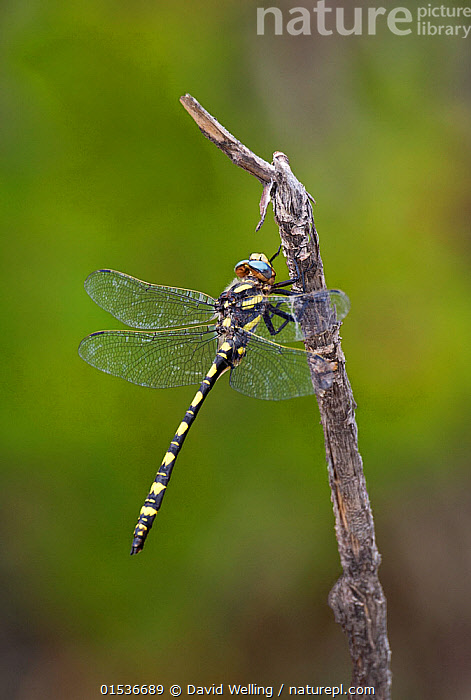 Stock photo of Pacific spiketail dragonfly (Cordulegaster dorsali) male ...