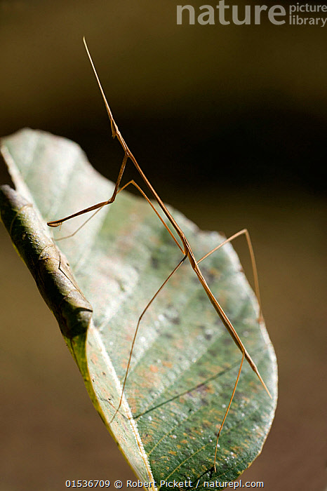 Stock photo of Indian stick insect (Carausius morosus) on leaf, Kanha ...