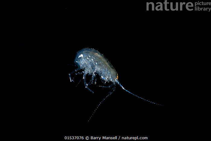 Stock photo of Cave amphipod (Stygobromus sp) newly discovered species ...