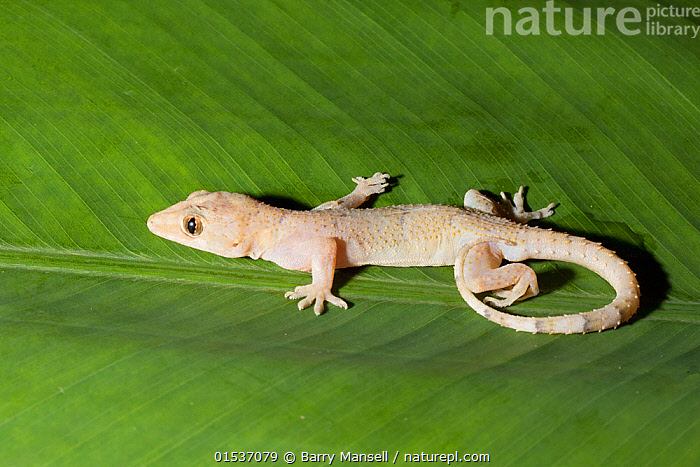 Tropical House Gecko Florida