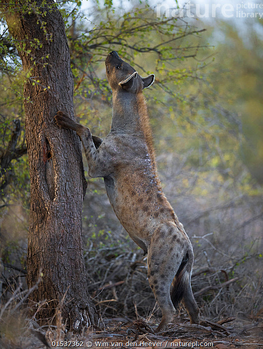 Stock photo of Spotted Hyena (Crocuta crocuta) stands on her back legs ...