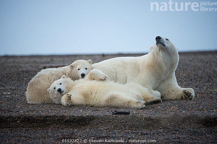 Stock photo of Polar bear (Ursus maritimus) sow with two cubs resting ...