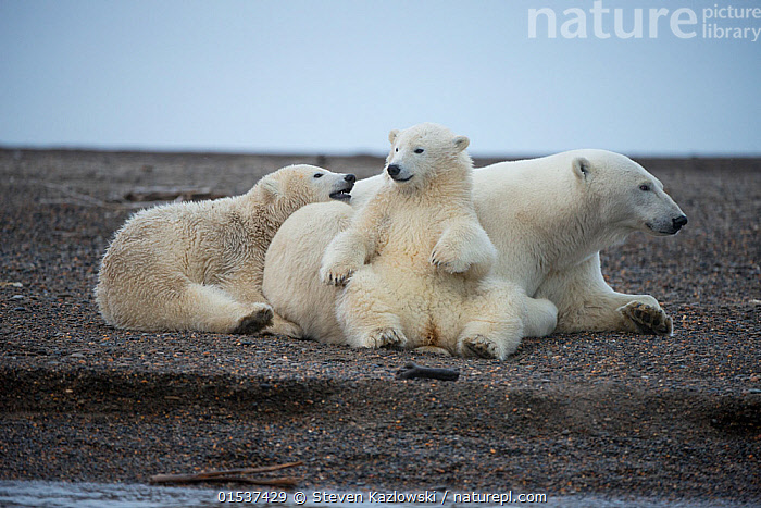 Stock photo of Polar bear (Ursus maritimus) sow with two cubs resting ...