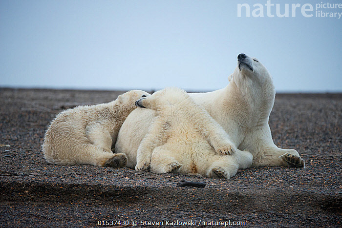 Stock photo of Polar bear (Ursus maritimus) sow with two cubs resting ...
