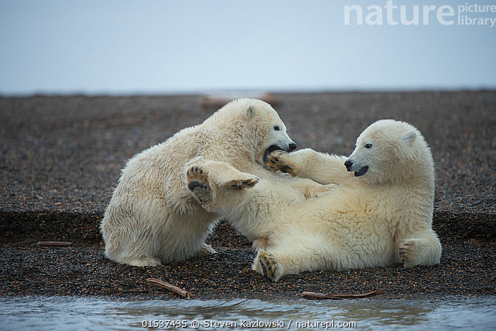 Stock photo of Two Polar bear (Ursus maritimus) cubs play fighting ...