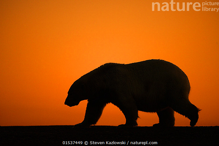 Stock photo of Polar bear (Ursus maritimus) walking, silhouetted at ...
