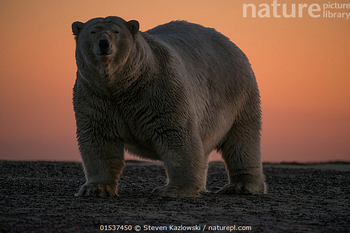 Stock photo of Polar bear (Ursus maritimus) portrait against sky at ...