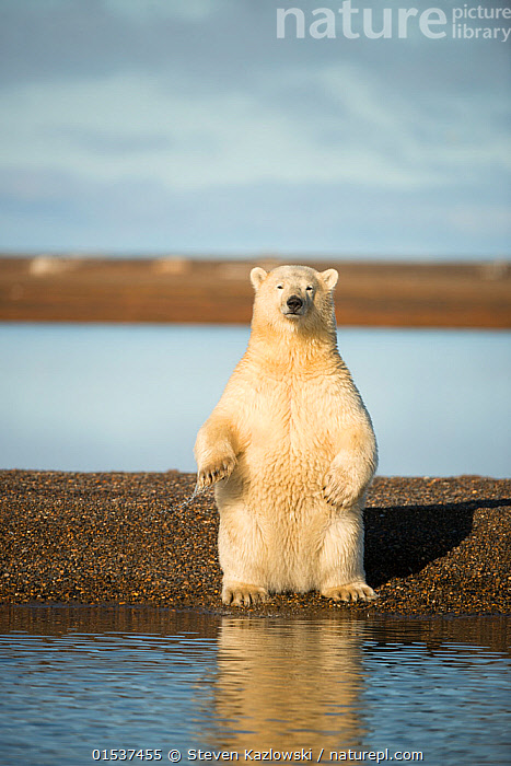 Stock photo of Polar bear (Ursus maritimus) spring cub sitting upright ...