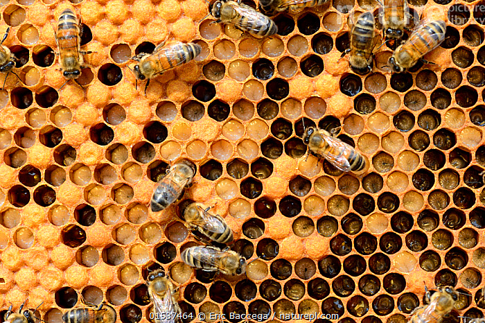 Stock photo of European worker honey bees (Apis mellifera) on honeycomb ...