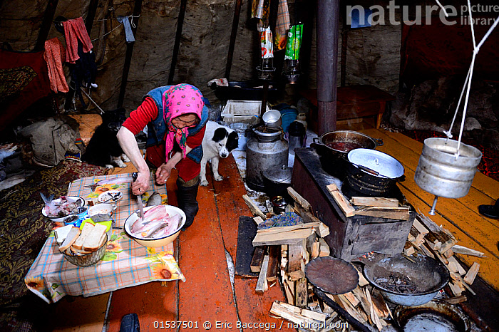 Stock photo of Nenet woman preparing muksun fillet inside tent. Yar ...