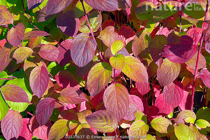 Stock photo of Himalayan birch tree (Betula utilis var jacquemontii ...