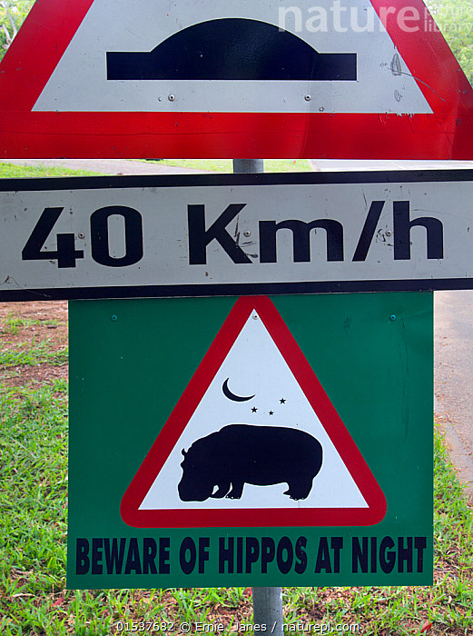 Stock photo of Hippopotamus (Hippopotamus amphibius) warning sign, St ...
