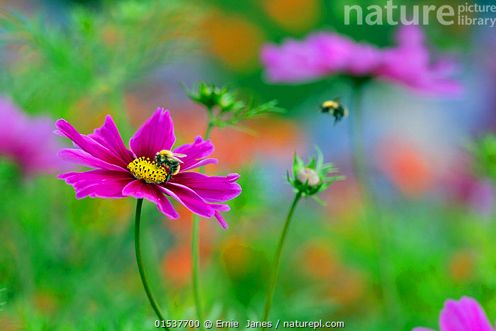 Stock photo of Cosmos flower (Cosmos bipinnatus) cultivated plant in ...