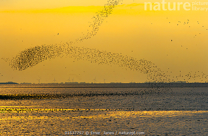 Stock photo of Flock of wading birds flying over The Wash, at dusk ...