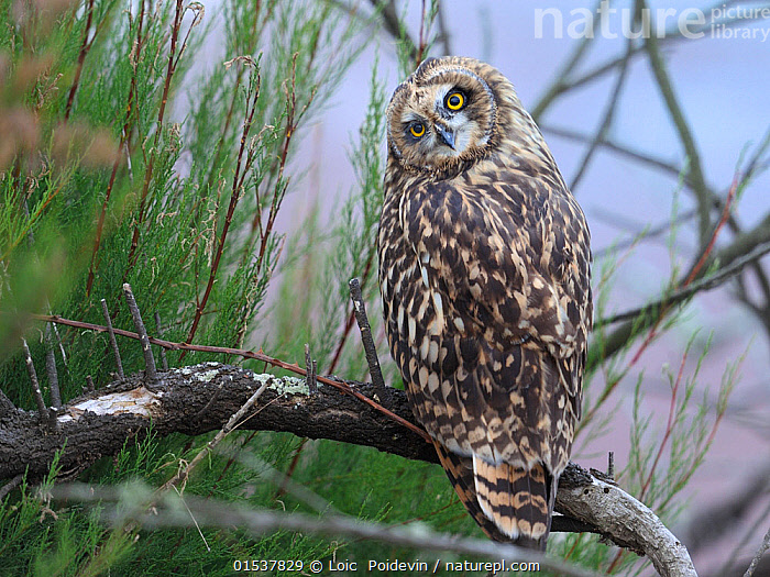 Stock photo of Short eared owl (Asio flammeus) tilting head upside down ...