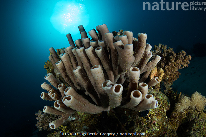 Stock photo of Colonial tube-sponge (Siphonochalina siphonella ...