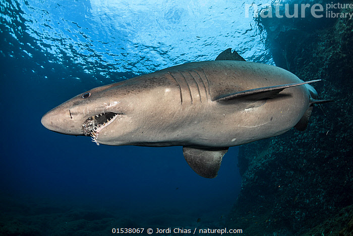 Stock photo of Smalltooth sand tiger (Odontaspis ferox) pregnant female ...