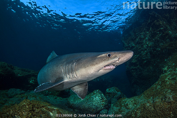 Stock photo of Smalltooth sand tiger (Odontaspis ferox) pregnant female ...