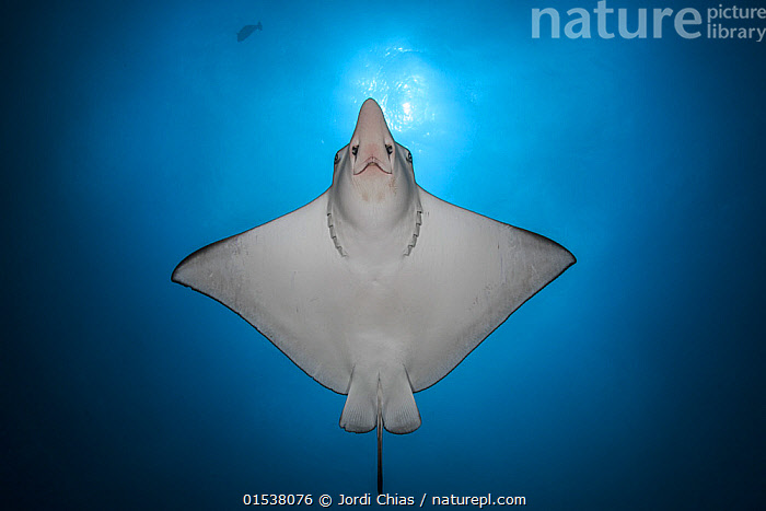 Stock photo of Ocellated eagle ray (Aetobatus ocellatus) going directly ...