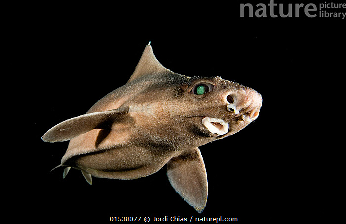 Stock photo of Angular roughshark (Oxynotus centrina) a deepsea species ...