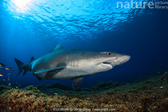 Stock photo of Smalltooth sand tiger (Odontaspis ferox) pregnant female ...