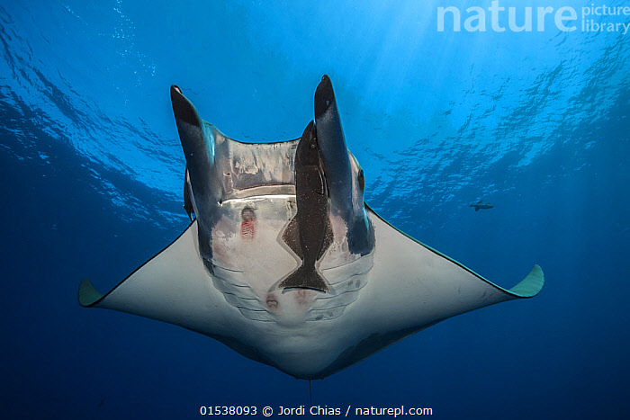 Stock photo of Mobula / Chilean devil ray (Mobula tarapacana) with ...
