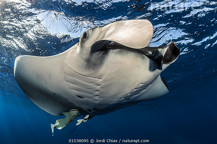Stock photo of Giant Manta (Manta birostris) going overhead, Santa ...