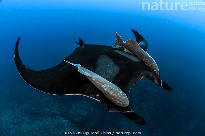 Manta And Manta Ray