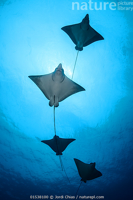 Stock photo of Ocellated eagle ray (Aetobatus ocellatus) school of rays ...