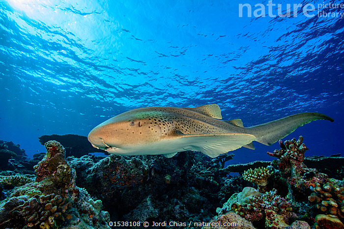 Stock photo of Zebra / leopard shark (Stegostoma fasciatum) swimming ...