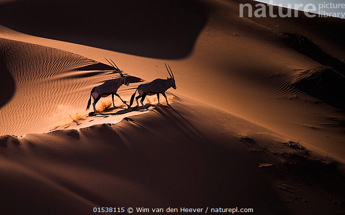 Oryx With Sand Dunes Arabian Oryx | San Diego Zoo Wildlife Explorers