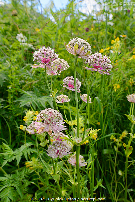 Stock photo of Great masterwort (Astrantia major) flowering in alpine ...