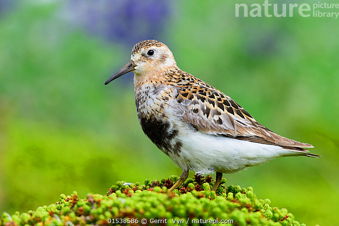 Stock photo of Rock Sandpiper (Calidris ptilocnemis ptilocnemis) adult ...