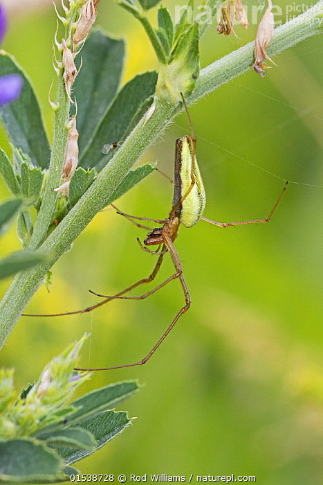 Stock photo of Stretch Spider (Tetragnatha extensa) Sutcliffe Park ...