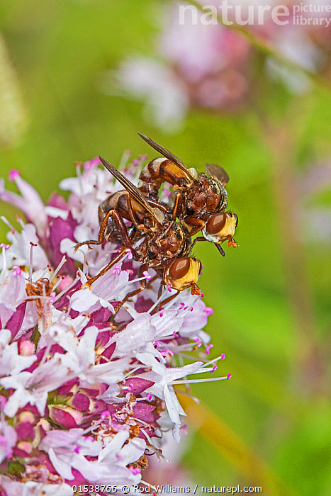 Stock photo of Thick-headed flies (Sicus ferrugineus) mating pair on ...