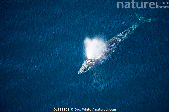 Stock photo of Gray whale (Eschrichtius robustus) aerial view of whale ...
