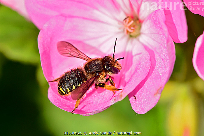 Stock photo of Wool carder bee (Anthidium manicatum) visiting garden ...