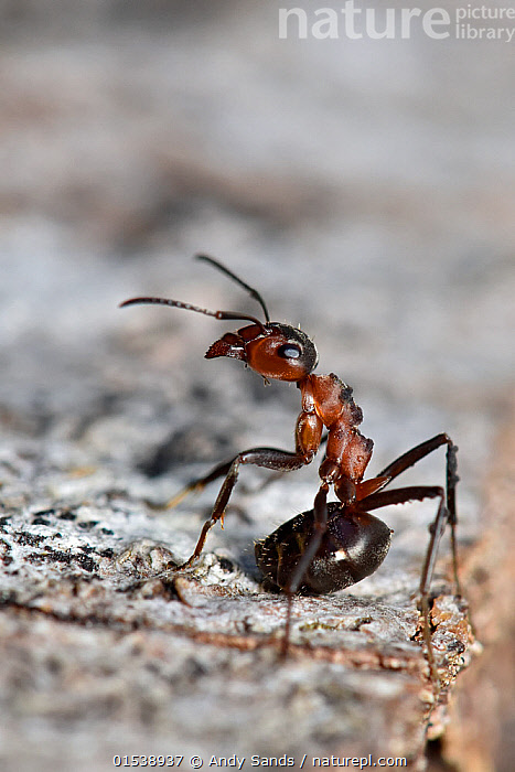 Stock photo of Wood Ant (Formica rufa) in defensive posture, Dorset ...