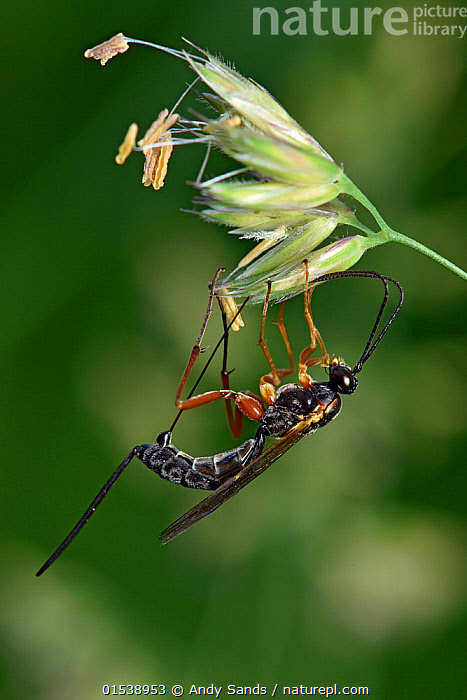 Stock photo of Ichneumen wasp (Lissonota lineolaris) ovipositing on ...